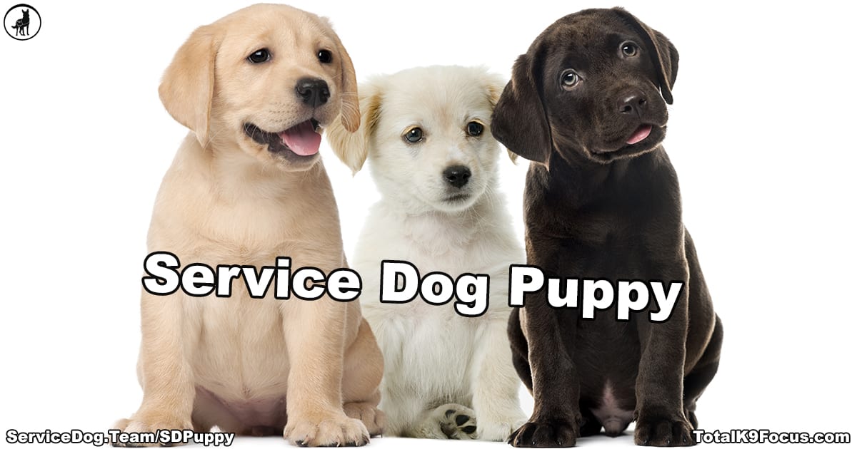 Service Dog Puppy | The Ultimate Service Dog | Total K9 Focus